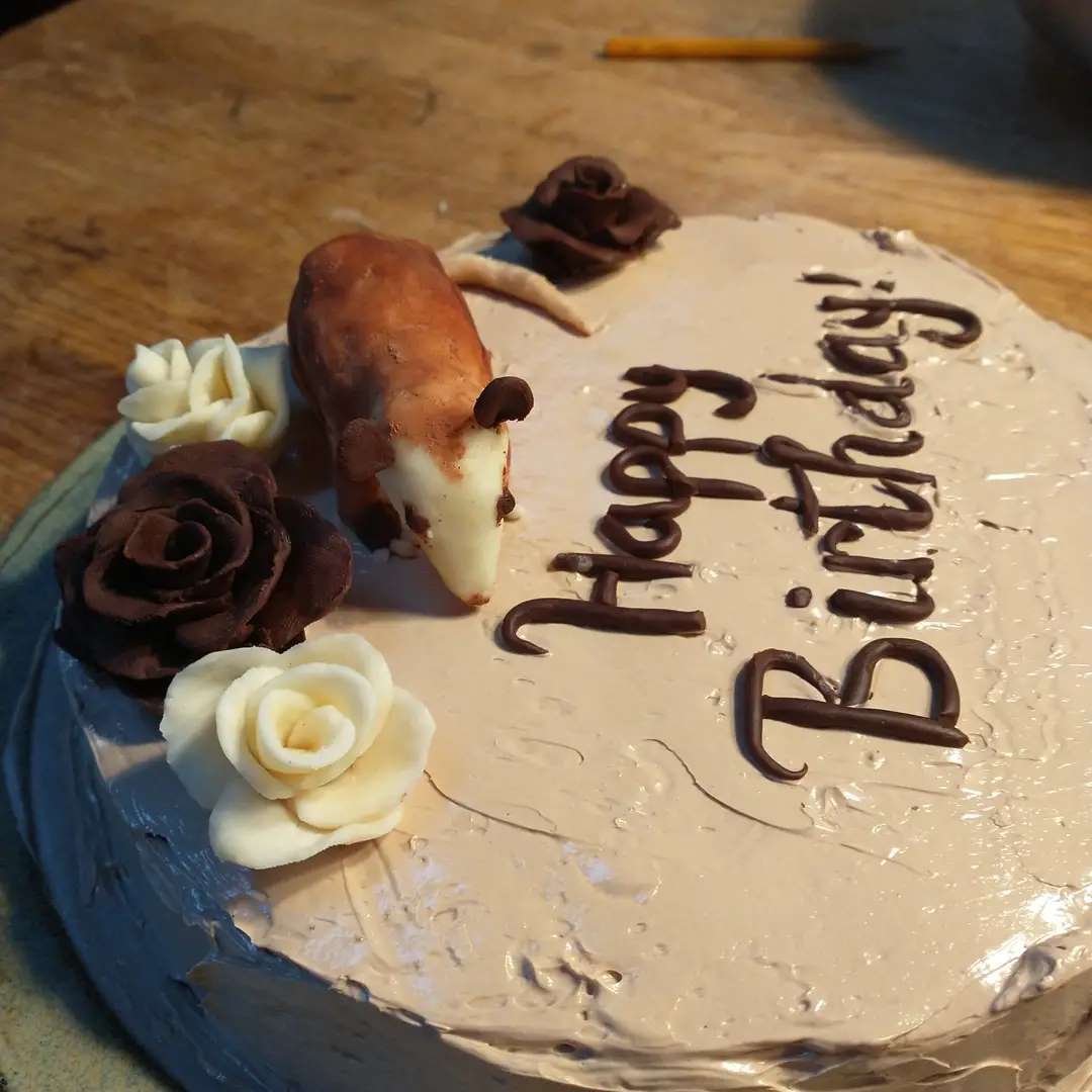 [New] 18 Possum Shaped Cake Designs Images in 2024